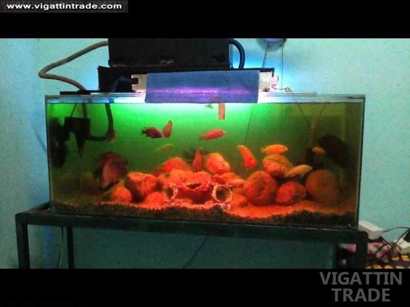 rush aquaruim package with many fish or swap with anything - Vigattin Trade