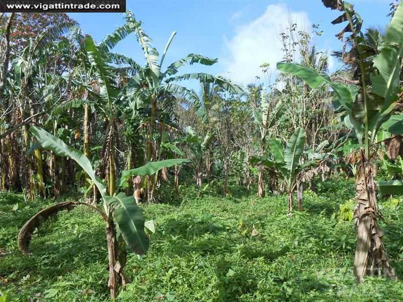 Lansones Farm lot with fruit bearing 45 Lanzones Trees - Vigattin Trade