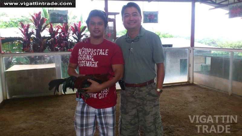 Broodcock Pure Mel Sims Black - Vigattin Trade