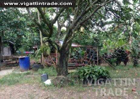 Farm Land with Fruit bearing Trees 10 Hectares in Davao City - Vigattin ...