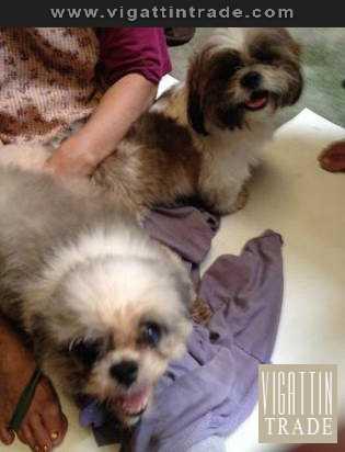 Shih tzu stud service - Vigattin Trade